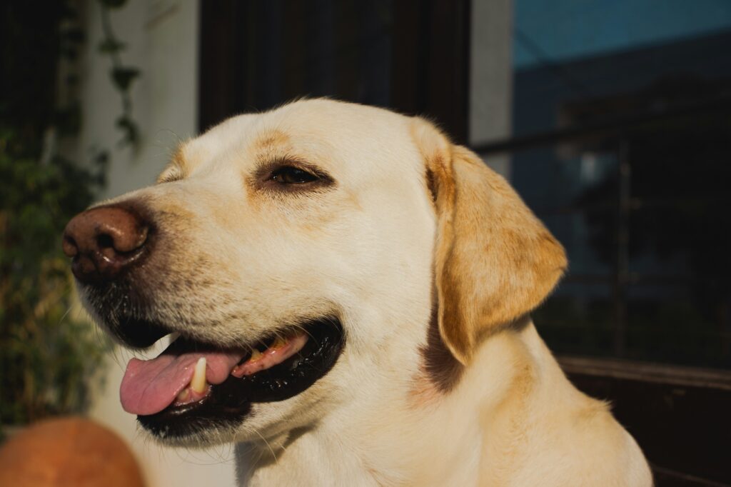 How to Edit Direct Sunlight Photos | TruHu Blog