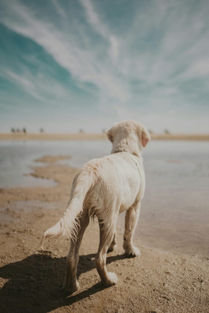 How to Edit Direct Sunlight Photos | TruHu Blog