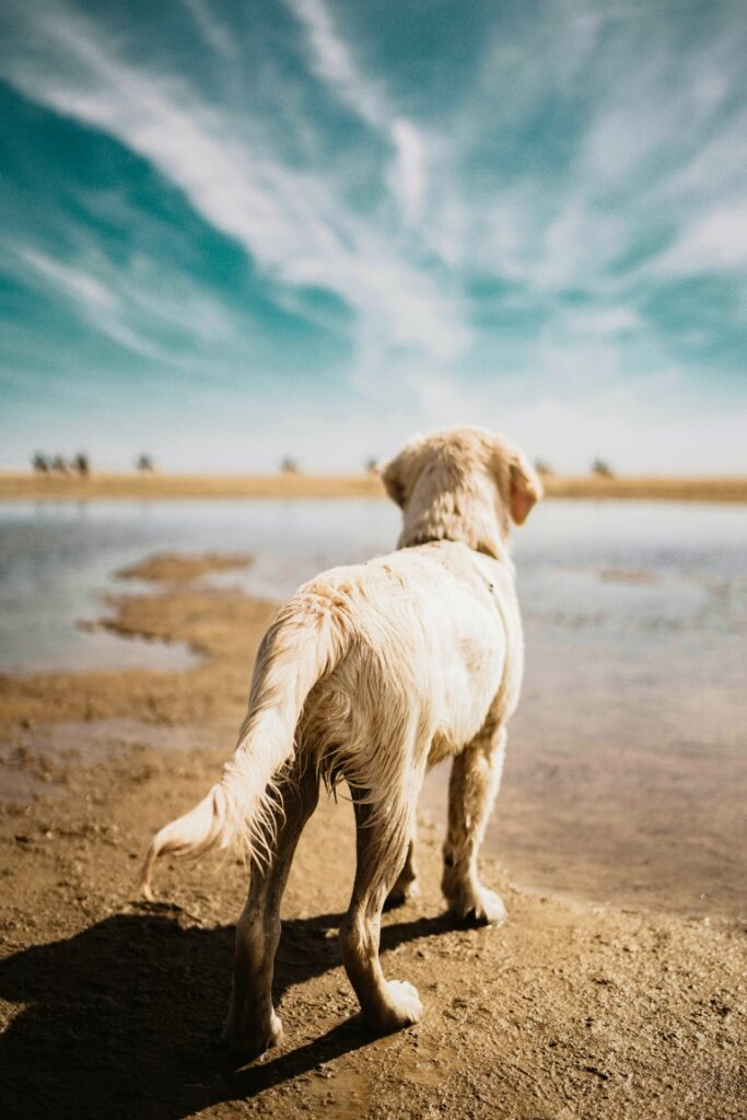 How to Edit Direct Sunlight Photos | TruHu Blog