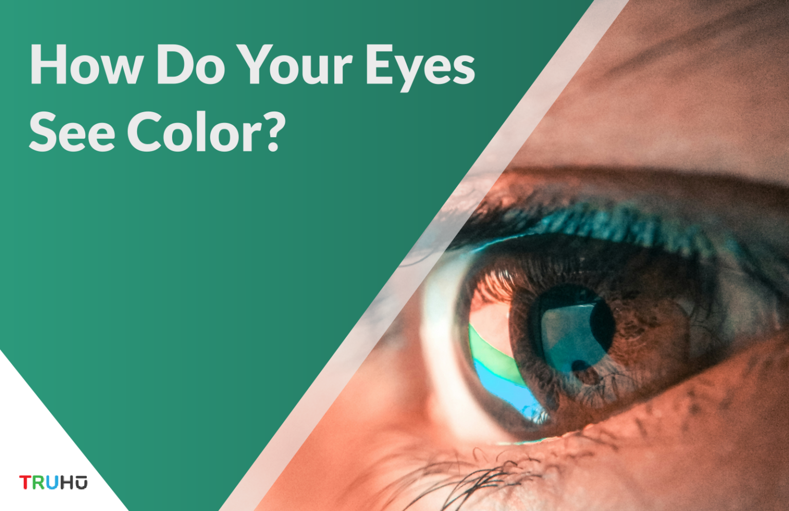 How Do Your Eyes See Color? Quick Review of Color Perception - TruHu Blog